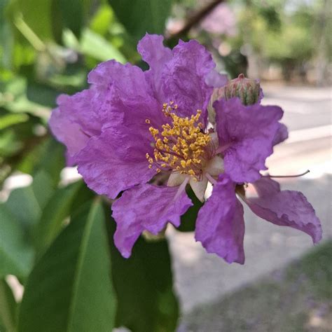 วท ม สาธารณสุขศาสตร์ มหาวิทยาลัยราชภัฏสุรินทร์ Surin