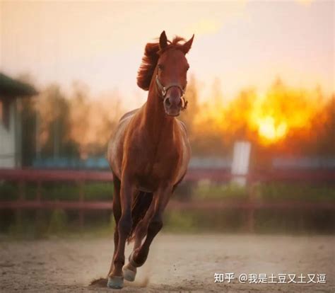 同是一个家族为何马和驴的发量相差甚大 知乎