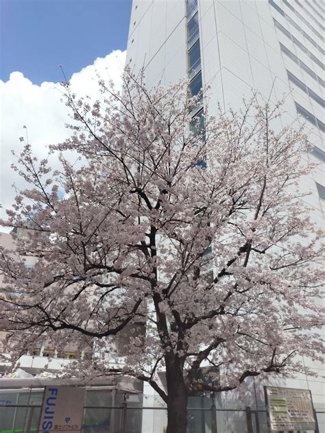 Creamy Kotoi🐞眠兎梨友名ブルーインパクト💙 On Twitter 一昨日の桜が。今日はもっと葉が増えてた