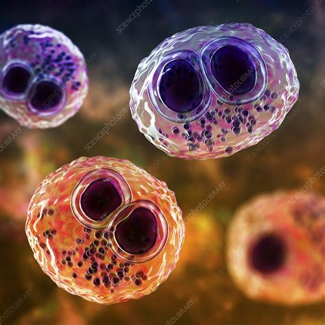 Human Cytomegaloviruses In A Cell Illustration Stock Image F034