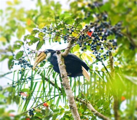 Nimbokrang For Birders Trek Papua