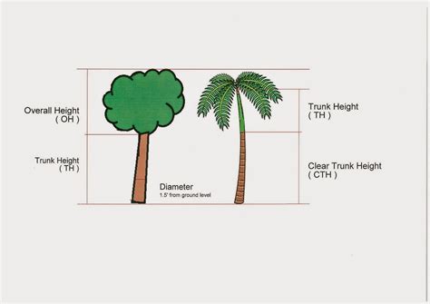 What Is Diameter Of A Tree At Alannah Macquarie Blog