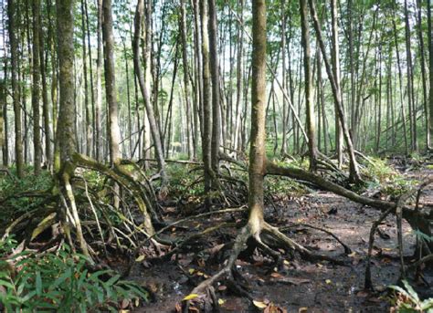 Figure 1 From Gis And Remote Sensing For Mangroves Mapping And Monitoring Semantic Scholar