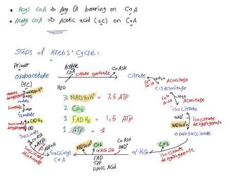 SOLUTION Krebs Cycle Studypool