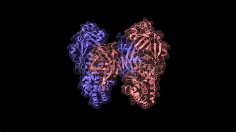 Animated 3d Model Of Diphtheria Toxin Dimer Stock Footage Video Of Inhibitor Computer 225851390