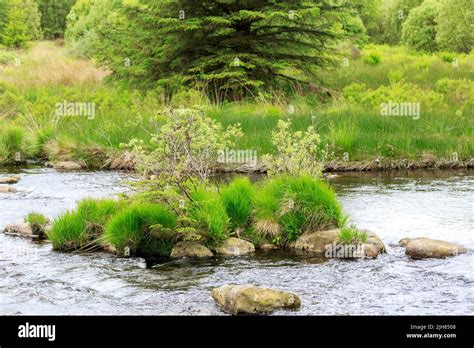 Grass And Small Bushes Growing On A Small Island Made Up Of Rocks And