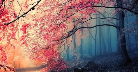 The Redemption Of Sidi Ibrahim Dimson