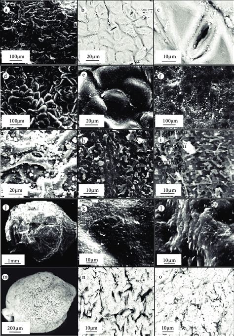 Sem Photographs Of Loranthus Species Surface Views Of Leaf Cuticle L