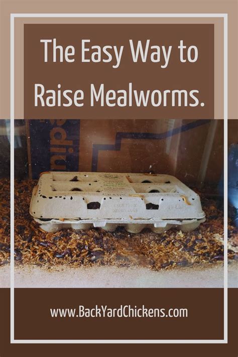 The Easy Way To Raise Mealworms In 2024 Meal Worms Raising Raising