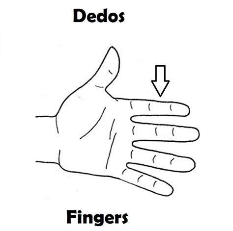 El Dibujo Del Cuerpo Humano Con Las Partes En Ingles