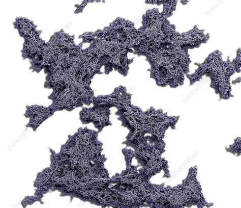 Streptococcus Gordonii Sem Stock Image C0437614 Science Photo Library