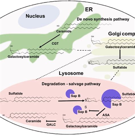 The Metabolism Of Sulfatide The De Novo Synthesis Of Sulfatide Begins