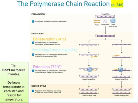 Genetics Lab Exam Karteikarten Quizlet
