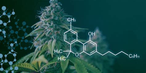 What Are Cannabinoids In Cannabis