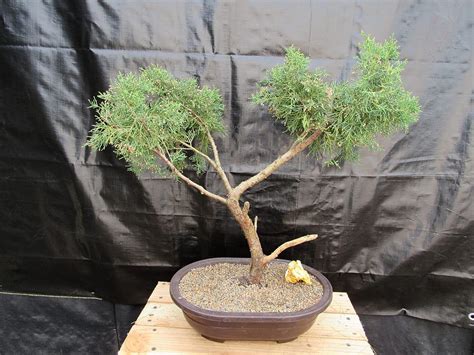 52 Year Old Golden Joy Shimpaku Chinese Juniper Specimen