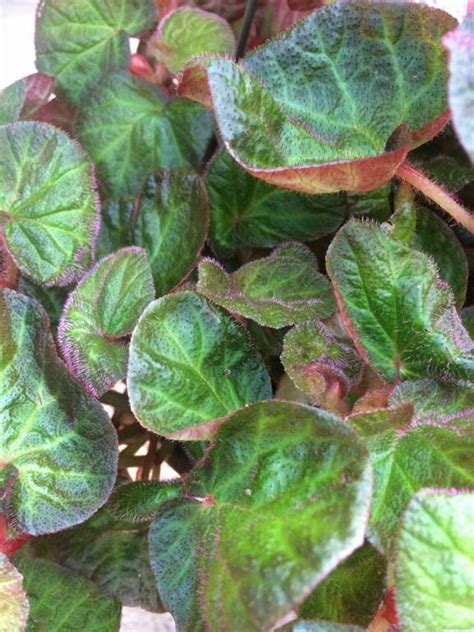 Rhizomatous Begonia Oak Street Garden Shop And Local Market