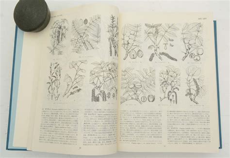 Images For Terasaki Nihon Shokubutsu Zufu Terasaki S Illustrated Flora Of Japan