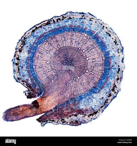 Plant Root Cross Section Microscope Hi Res Stock Photography And Images Alamy