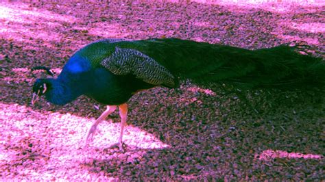 Prancing Peacock By Visual Passion On Deviantart