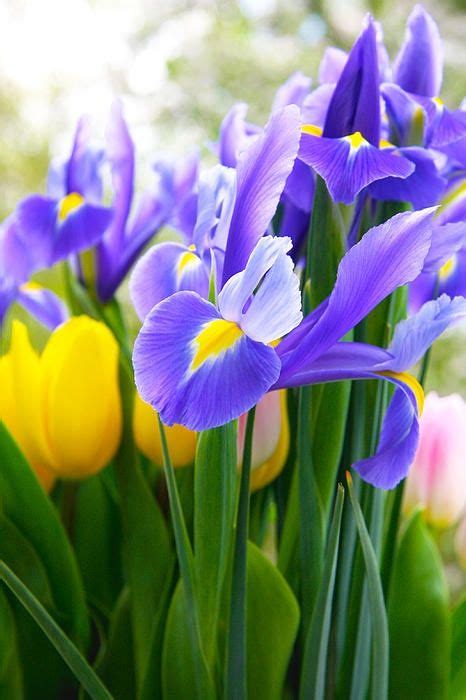 15 Top Native Plants For Southern Gardens Artofit