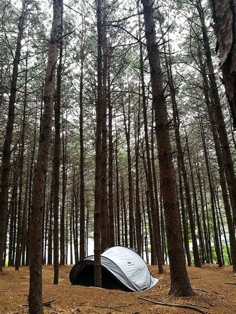 춘천 잣나무숲~ 캠핑포럼 딜바다닷컴