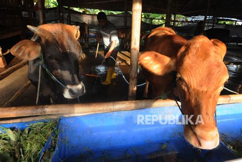 Peternak Di Banyumas Kebanjiran Pesanan Hewan Kurban Jelang Idul Adha