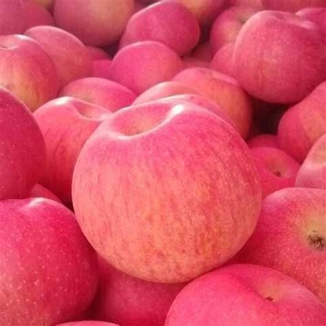 apple single object detection kaggle