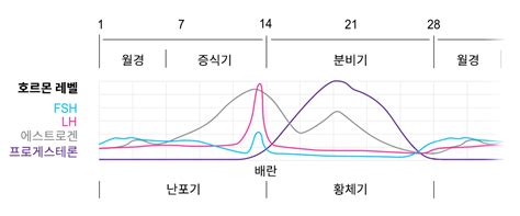 여성건강 블로그 피임약 알고 먹어요 이론편 해피문데이