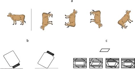 Examples Of The Spatial Tests Used A Mental Rotation Neuburger Et Download Scientific