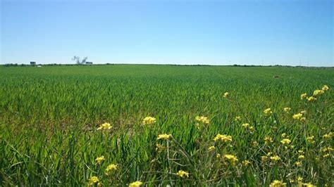 Premium Photo View Of Grass In Field
