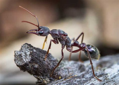 Are Bulldog Ants The Only Australian Ant Species
