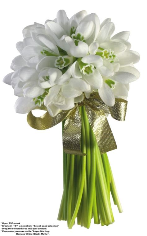 百合花图鲜花图片Flowers