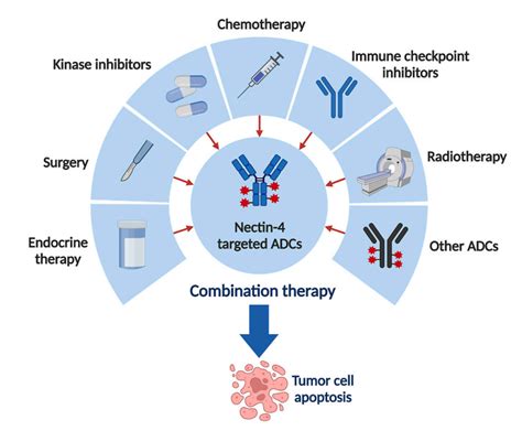 Adc赛道新型靶点nectin 4