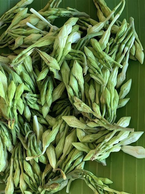 Generic New Fresh 8pcs Loroco Plant Seeds Patio Lawn And Garden