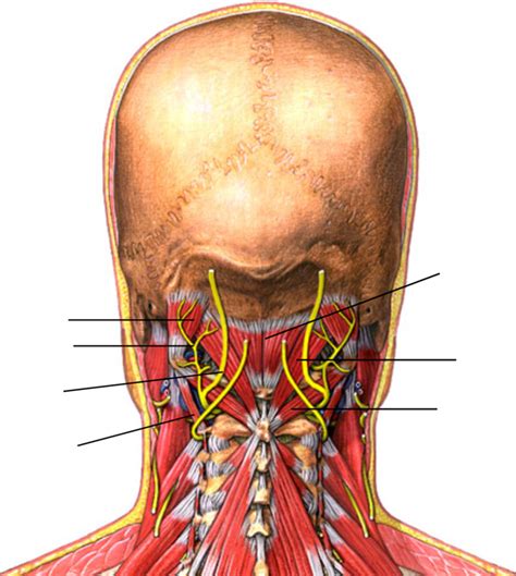 Suboccipital Diagram Quizlet