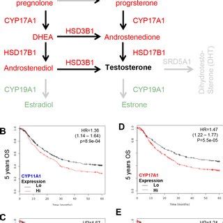 KM Plotter Evaluation Of Sex Steroid Lipidome Related Enzyme Including Download Scientific
