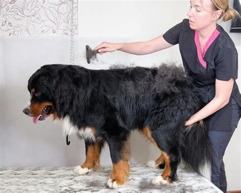 Do All Dogs Have An Undercoat At Beth Heard Blog