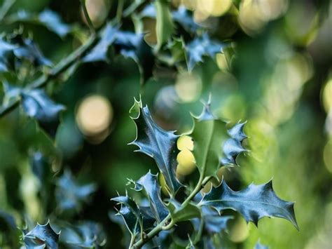Premium Photo Small Holly Tree In A Pot