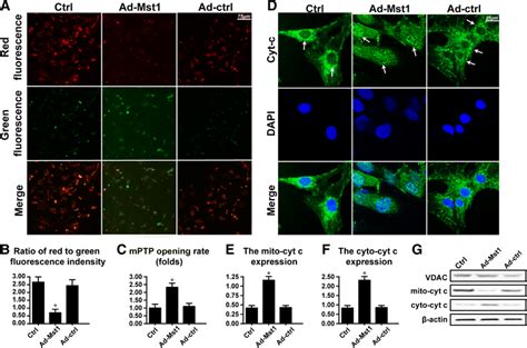 The Role Of Mst1 In Mitochondrial Homeostasis A And B The