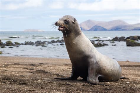 Male Sea Lion Fabian Schmich Photography