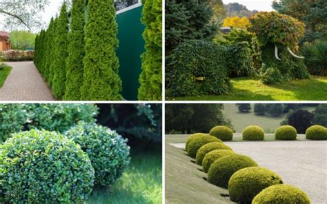 10 Best Plants For Topiary Garden Lovers Club