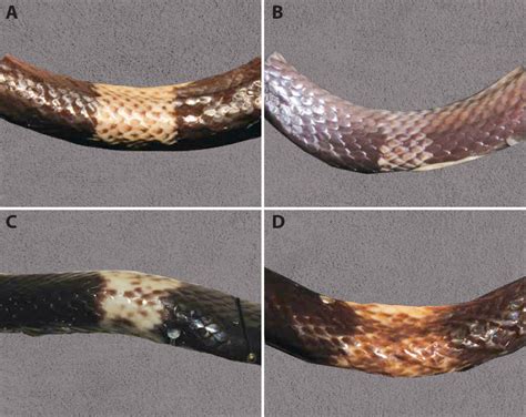 Species New To Science Herpetology • 2024 Lycodon Neomaculatus • The