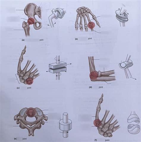 Figure Types And Examples Of Synovial Joints Diagram Quizlet