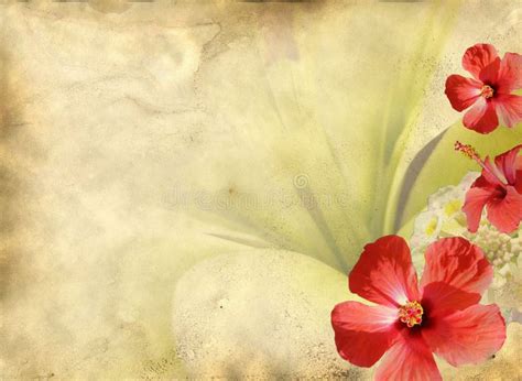 Old Paper Texture With Floral Pattern Stock Illustration Illustration