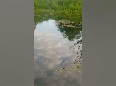 матушка природа - YouTube