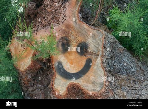 Large Tree Trunk Cut Down Spray Painted Face On The Cut Part Of The Tree Trunk Stock Photo Alamy