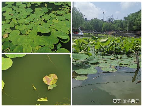 超美国画绘本一颗莲子的生命旅程讲述自然之力量 知乎