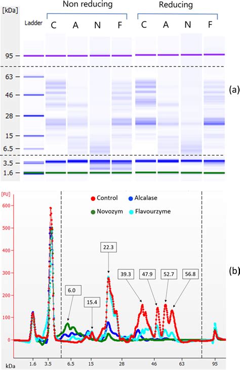 Representative Electrophoretic Protein Profile Of Enzyme Treated
