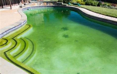 How To Remove Dead Algae From Your Pool Bottom
