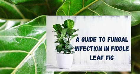 How To Treat Fungal Infection In Fiddle Leaf Fig Helpful Tips